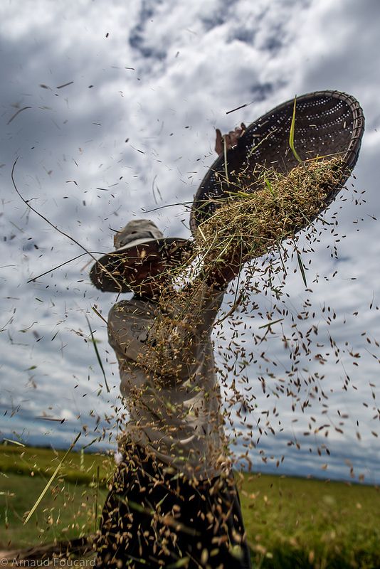 Baseline Study for West African Fortified Parboiled Unpolished Rice ...